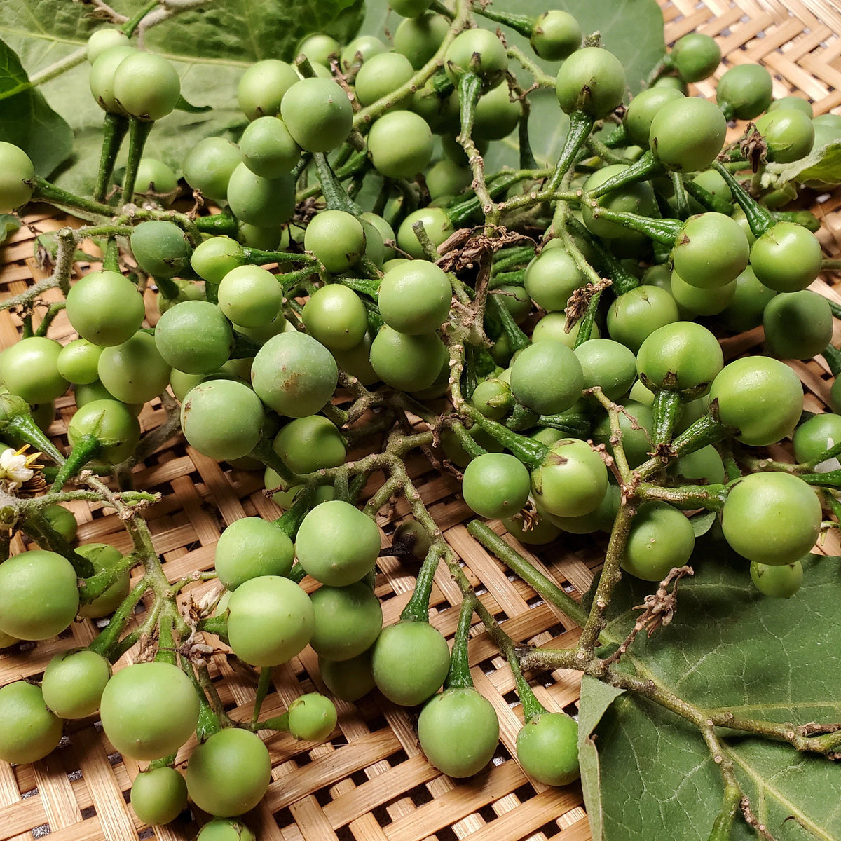 Pea Eggplant / Turkey Berry / Thibbatu / තිබ්බටු / சுண்டைக்காய் 1/2 lb ...